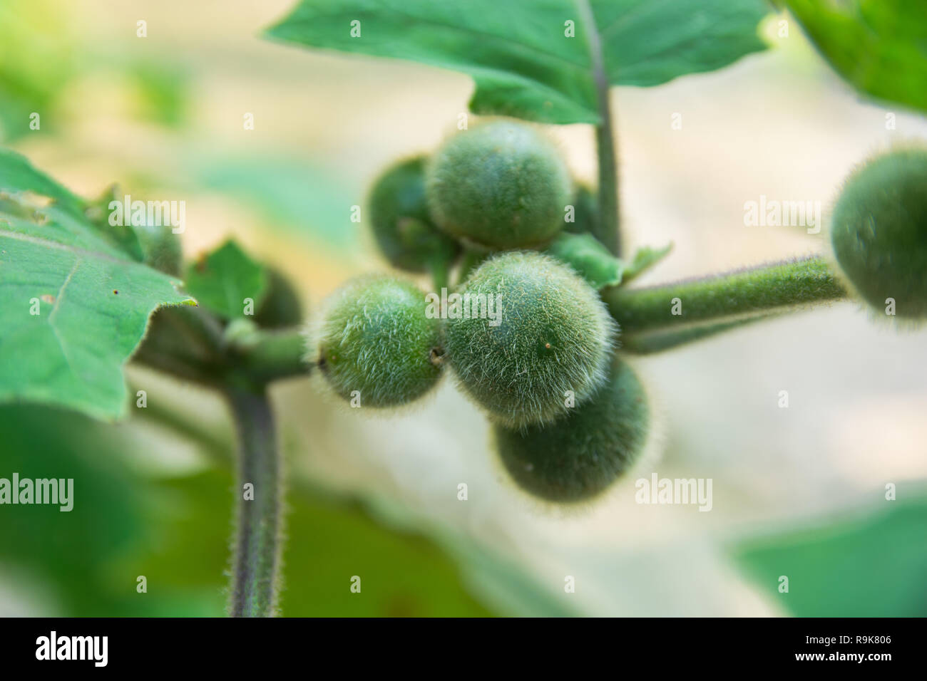 Green Solanum, Bolo Maka on tree. Solanum stramoniifolium Jacq Stock ...