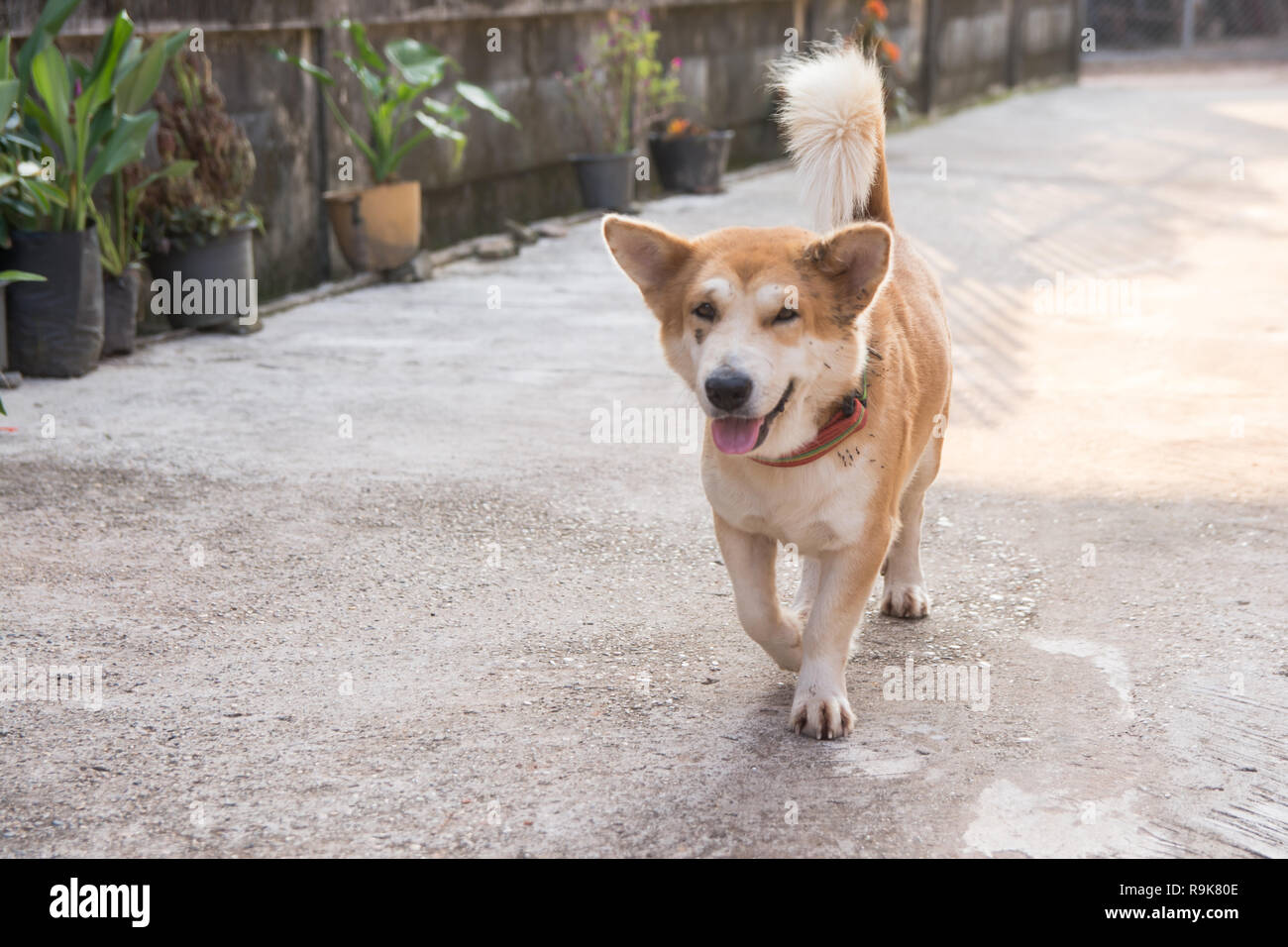 Cute short leg dog walking on concrete road Stock Photo - Alamy