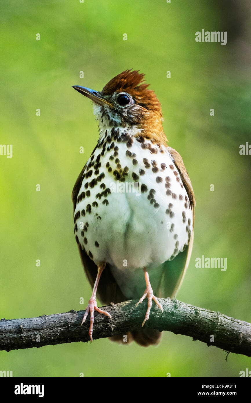 Wood thrush in spring woodland habitat Stock Photo - Alamy