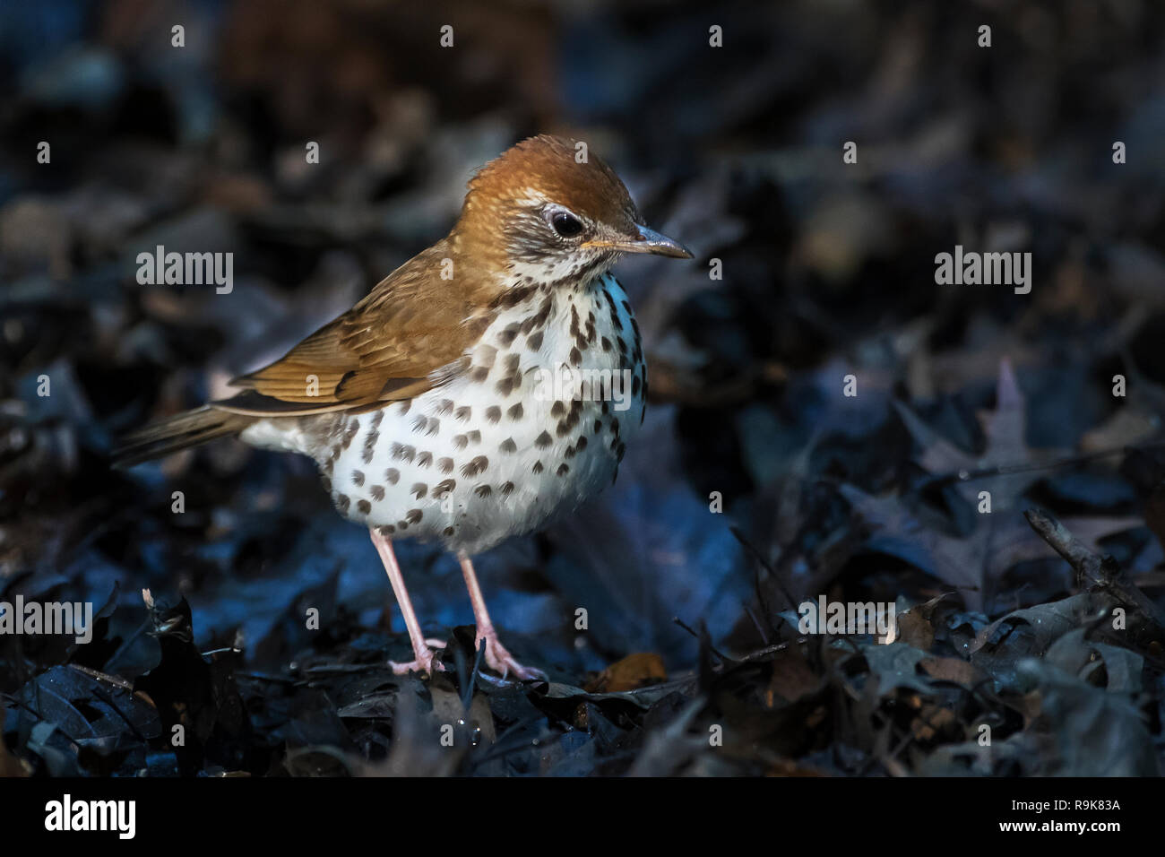 Wood thrush in spring woodland habitat Stock Photo - Alamy