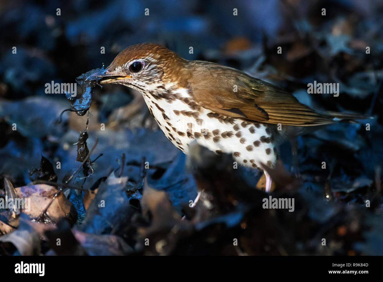 Wood thrush in spring woodland habitat collecting nesting material ...