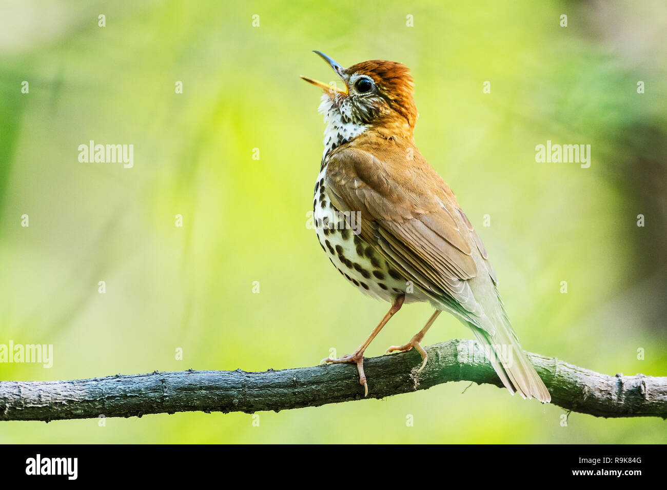 Wood thrush singing in spring greened wood land habitat Stock Photo - Alamy