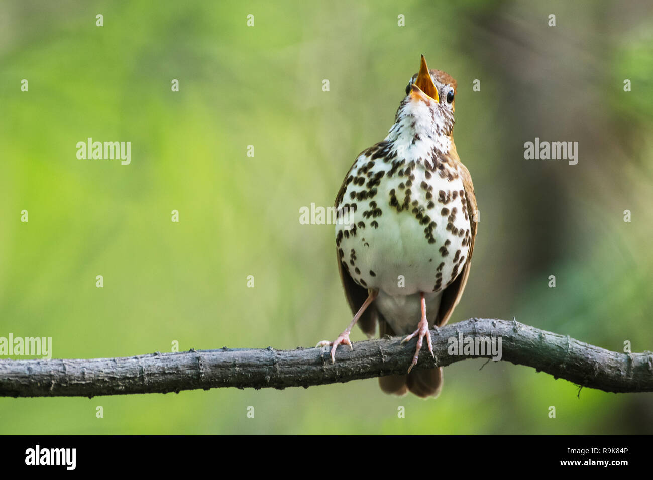 Wood thrush singing in spring greened wood land habitat Stock Photo - Alamy