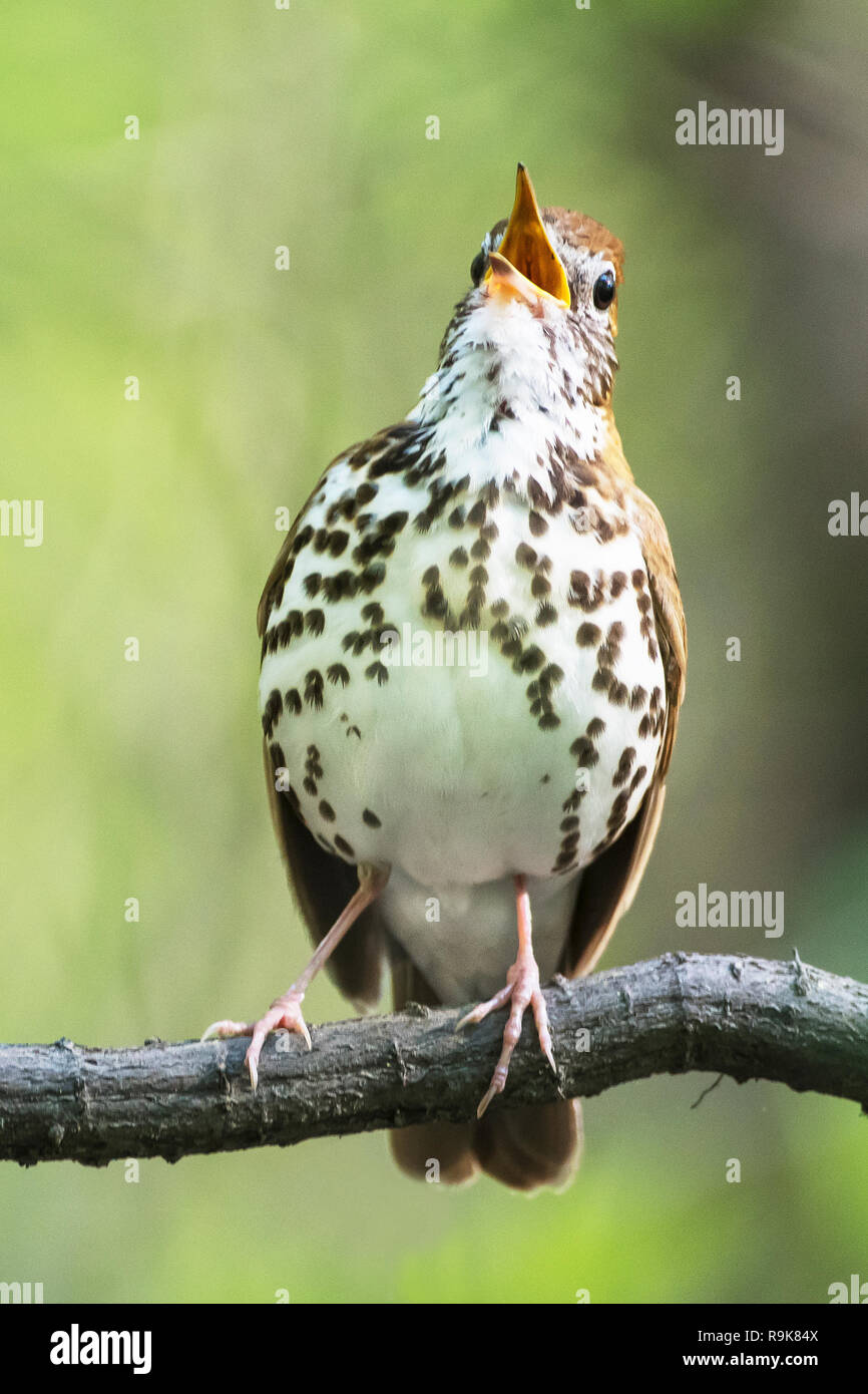 Wood thrush singing in spring greened wood land habitat Stock Photo - Alamy