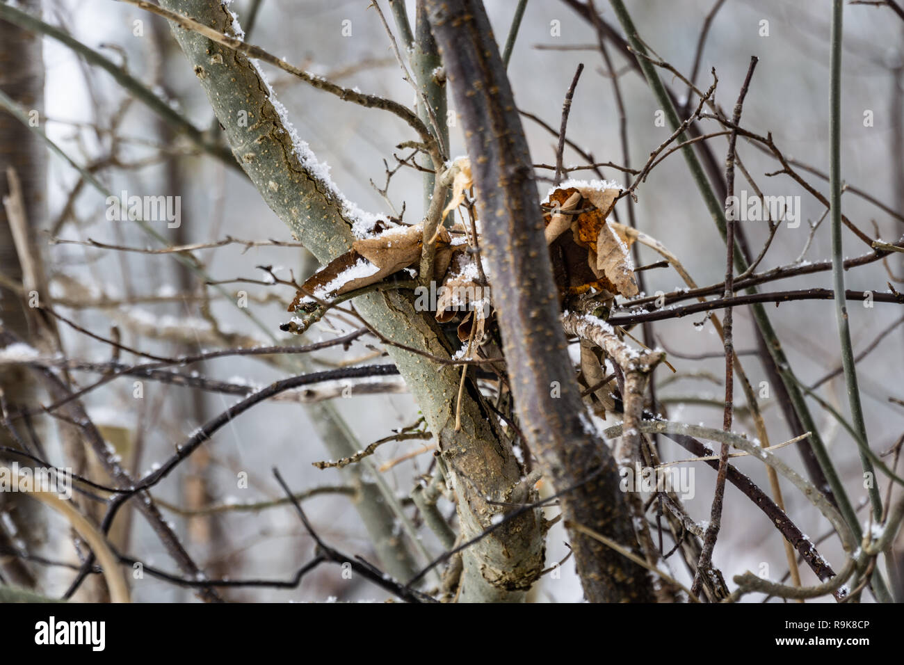 Closeup of colorful leaves collected together for a bird´s nest Stock ...