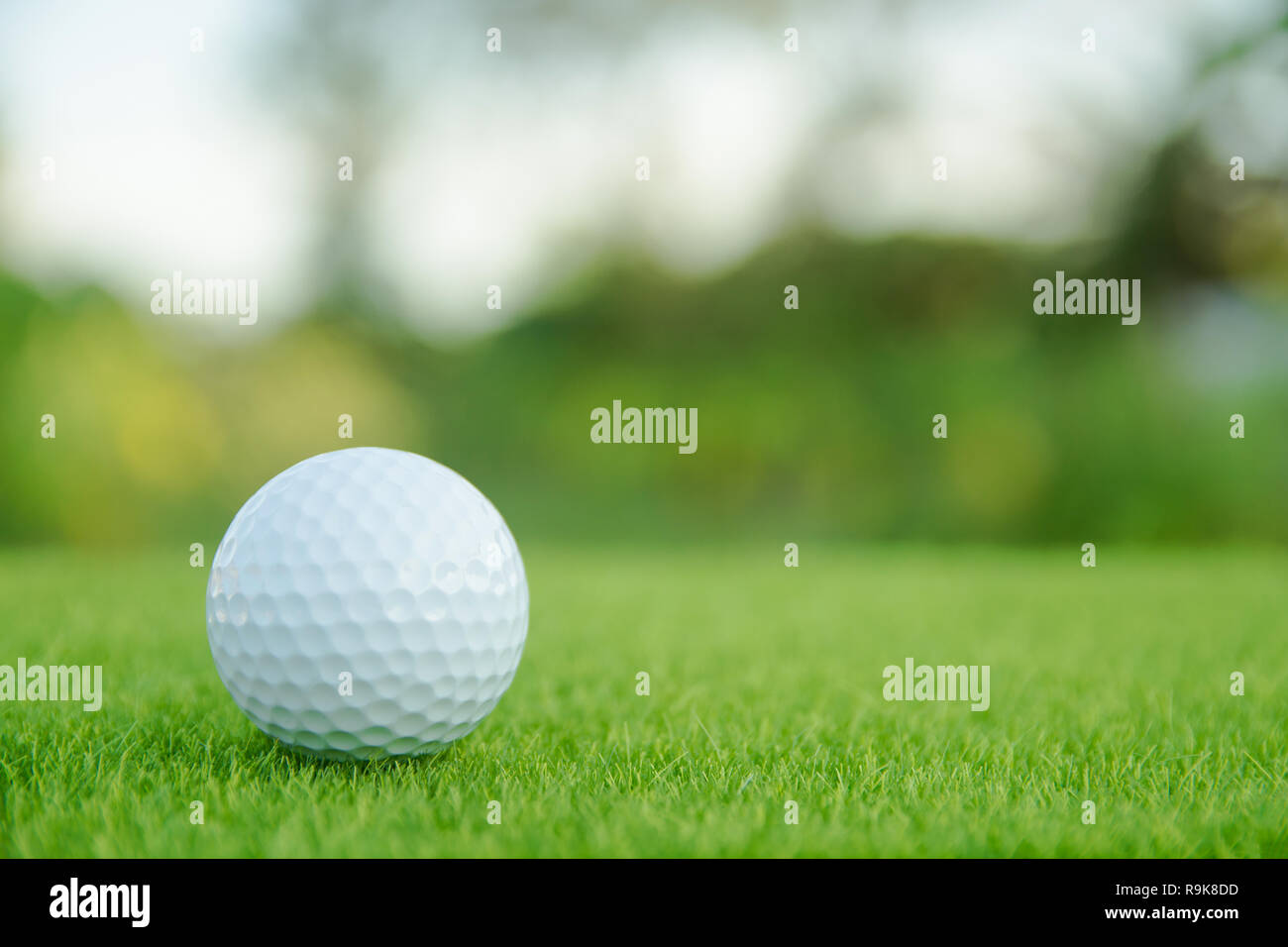 Golf ball on green grass ready to play at golf course. with copy space ...