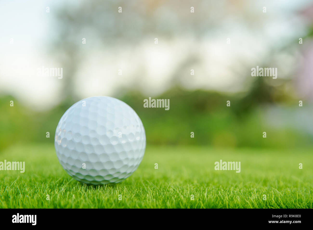 Golf ball on green grass ready to play at golf course. with copy space ...