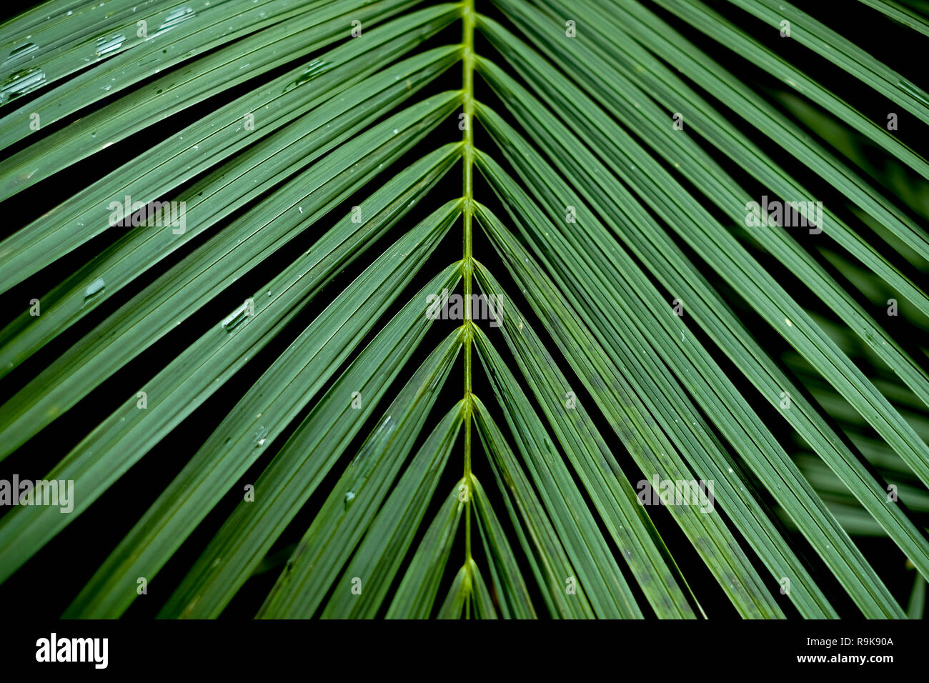 Symmetrical leaves hi-res stock photography and images - Alamy