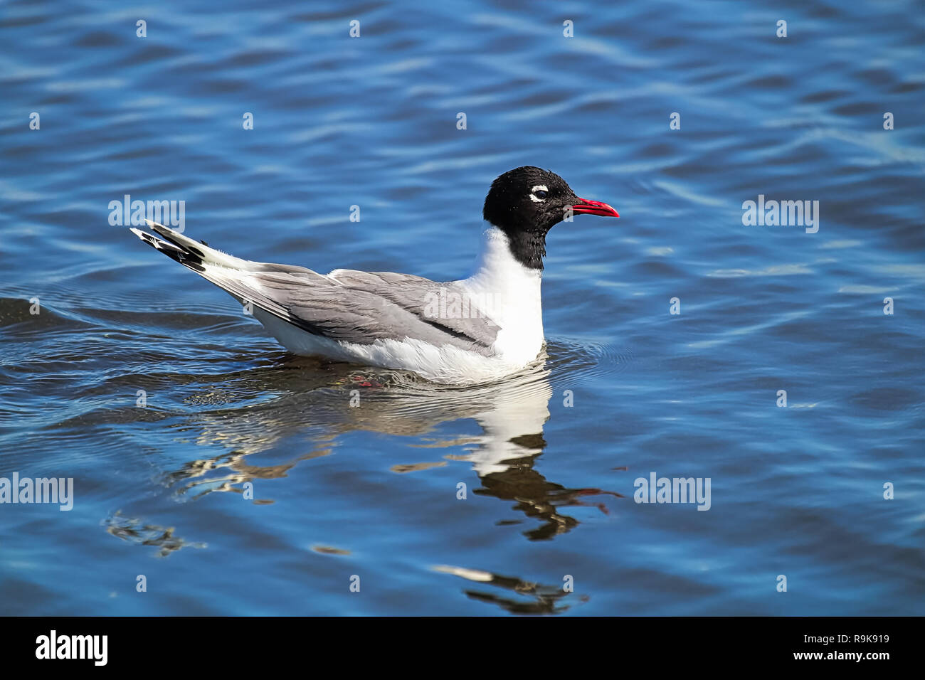 A Franklin's Gull with its reflection in water Stock Photo - Alamy