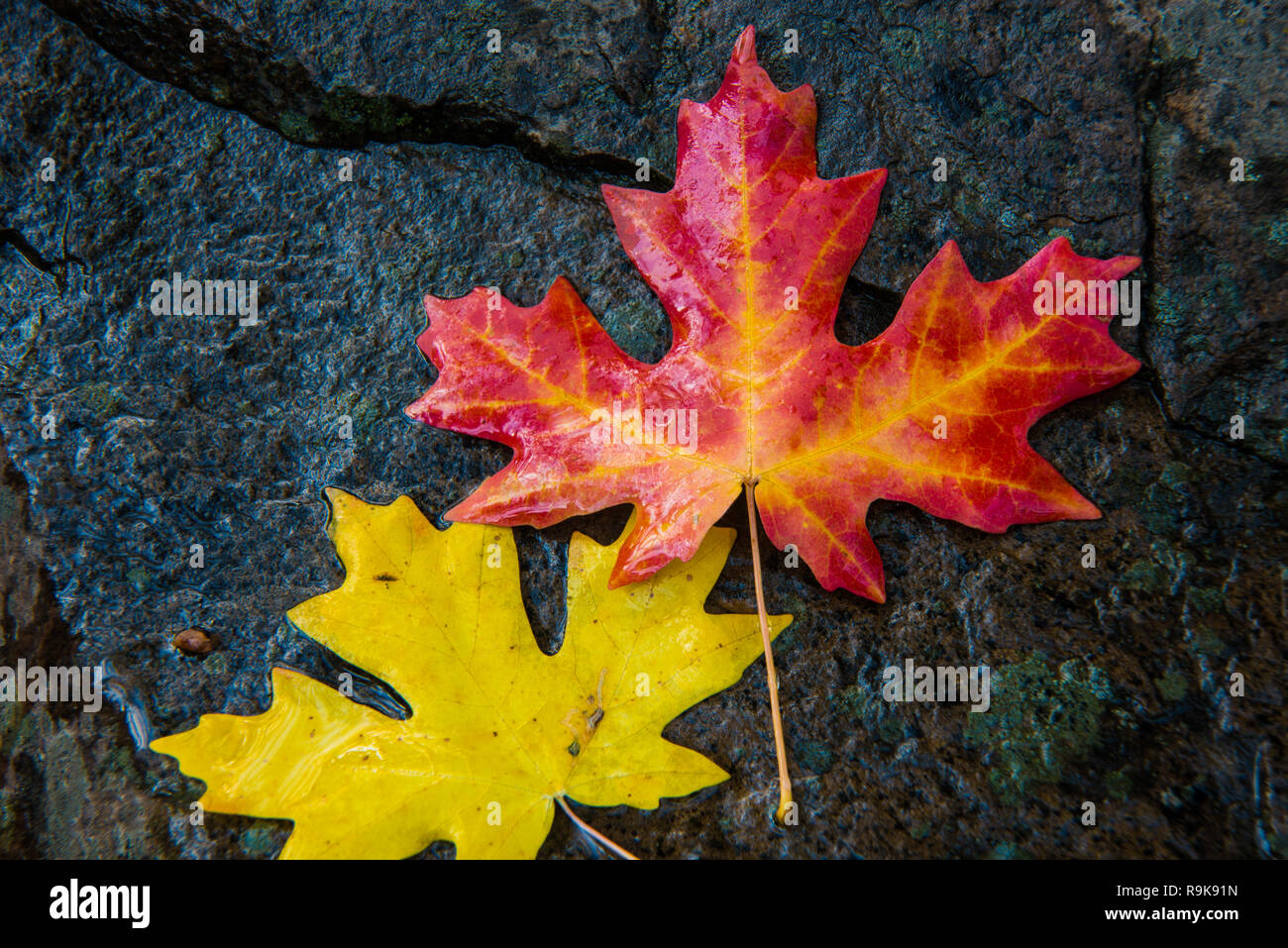 Autumn leaves on canyon floor Stock Photo - Alamy