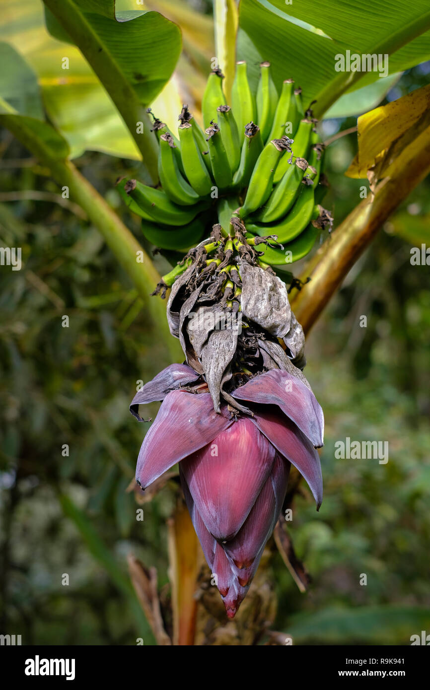 Banana tree with succulent green bananas. Fruit tree typical of ...