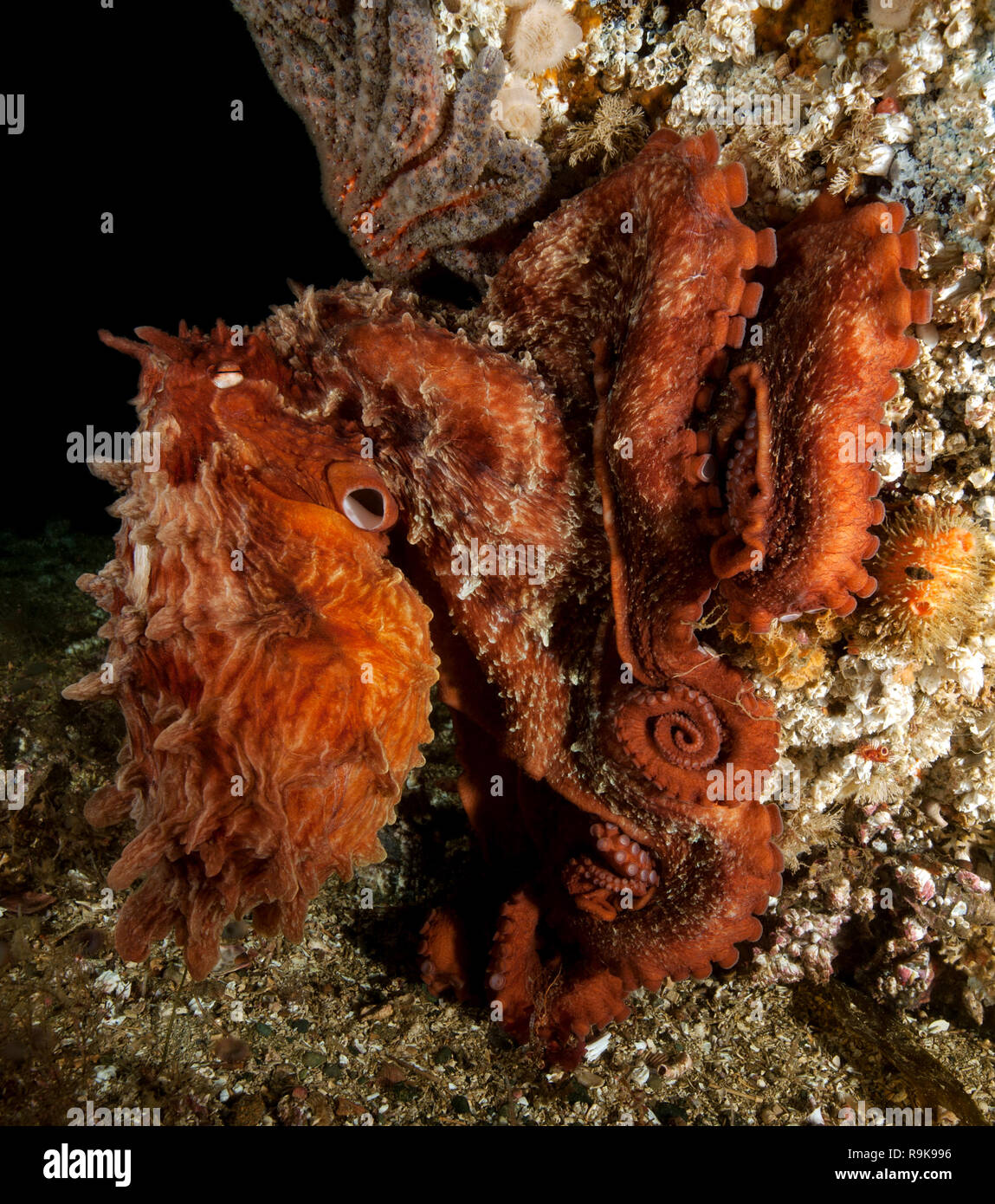 Giant pacific octopus hi-res stock photography and images - Alamy