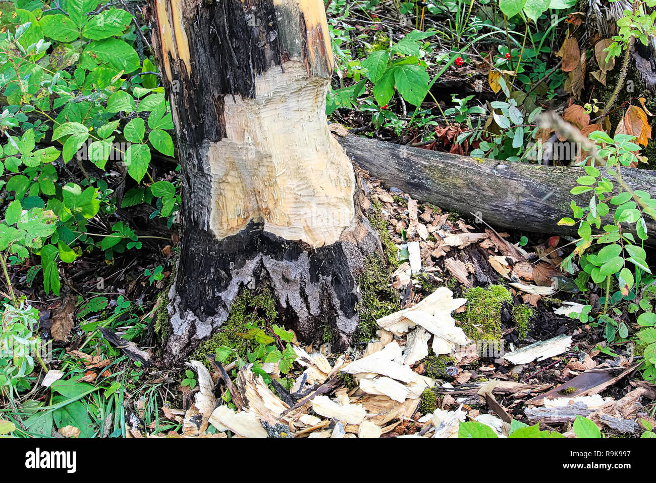 Beaver Tree Chew High Resolution Stock Photography and Images - Alamy