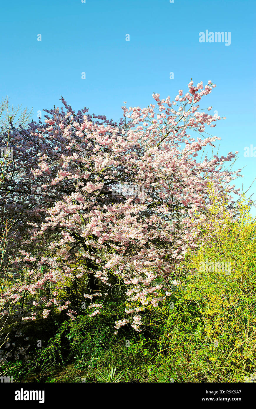 Prunus flowering cherry tree in Manchester Stock Photo - Alamy