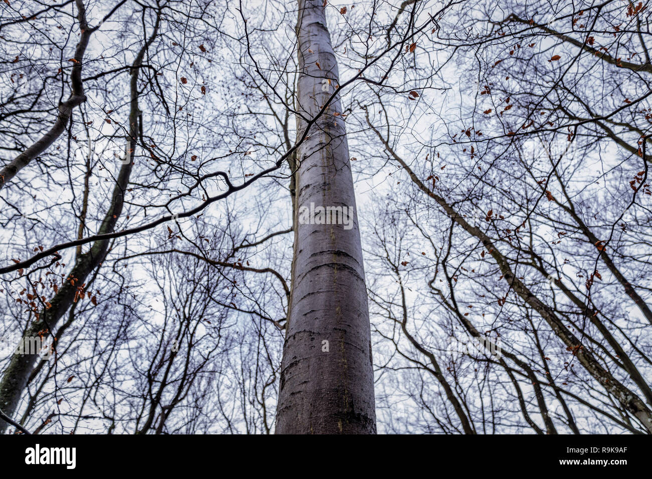 Trees shot from the bottom position heading towards the sky. Picture ...