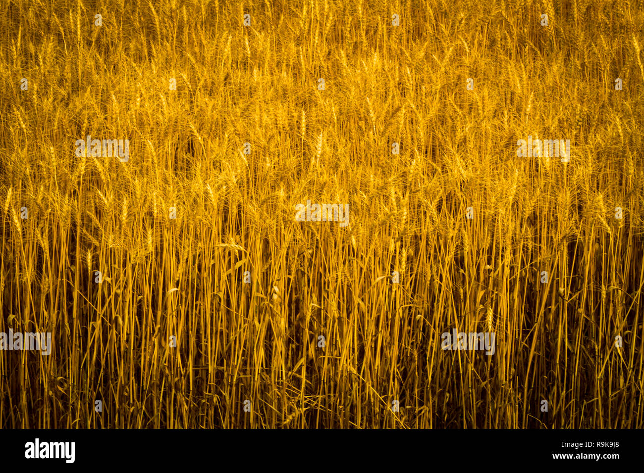 Saskatchewan wheat field hi-res stock photography and images - Alamy