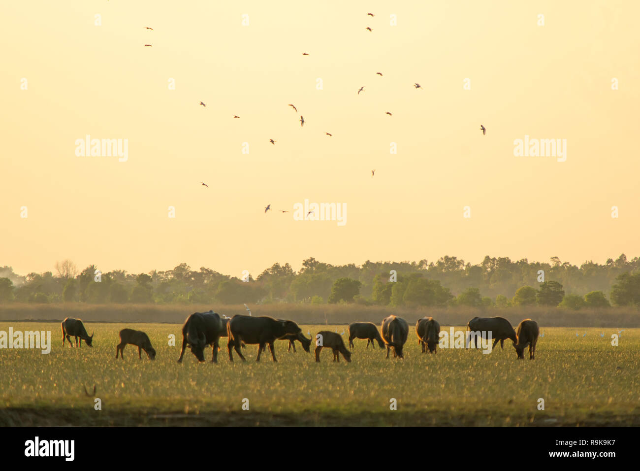 Thai swamp buffalo in peat swamp around lagoon with sunset background ...