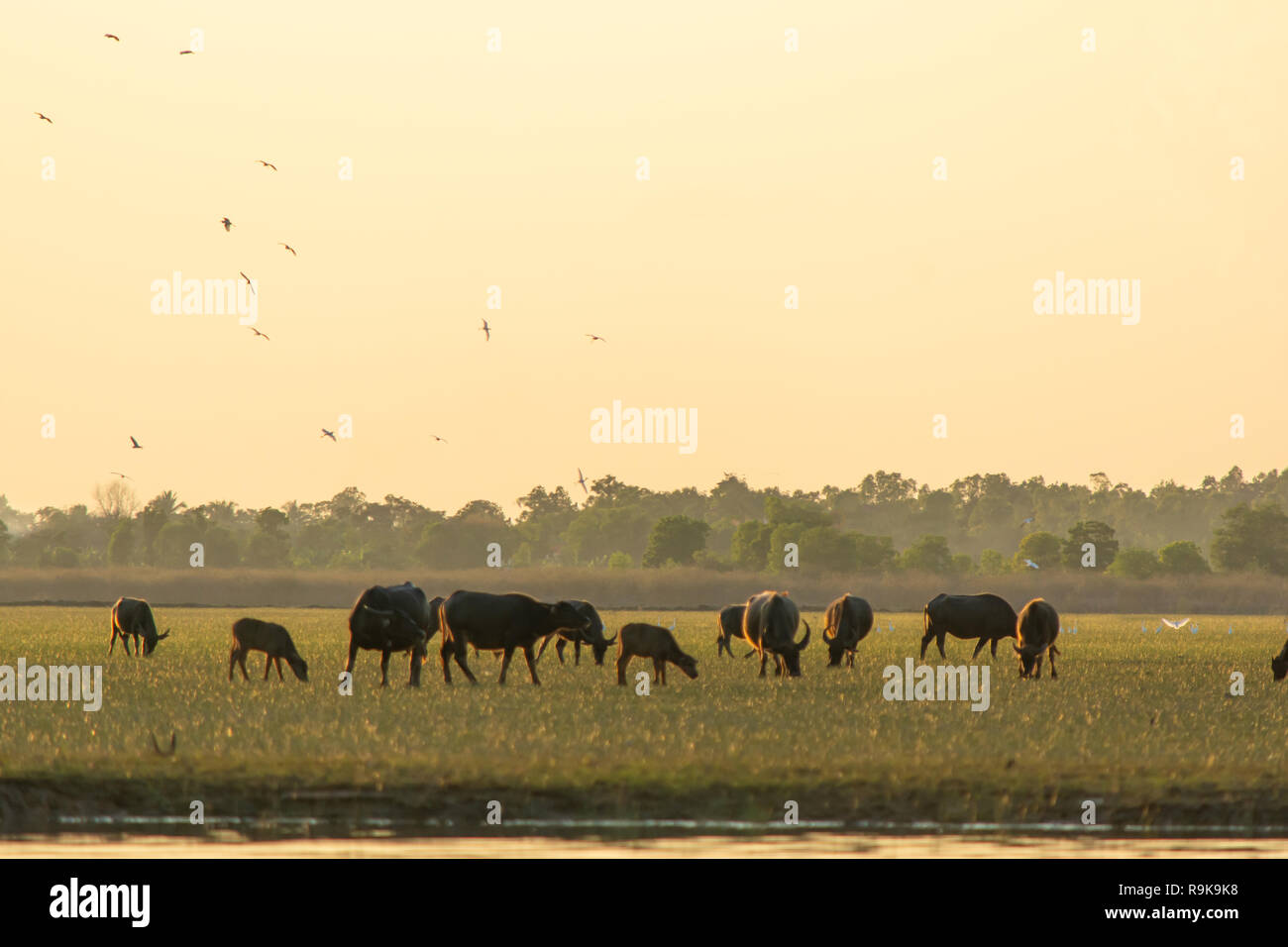 Thai swamp buffalo in peat swamp around lagoon Stock Photo - Alamy