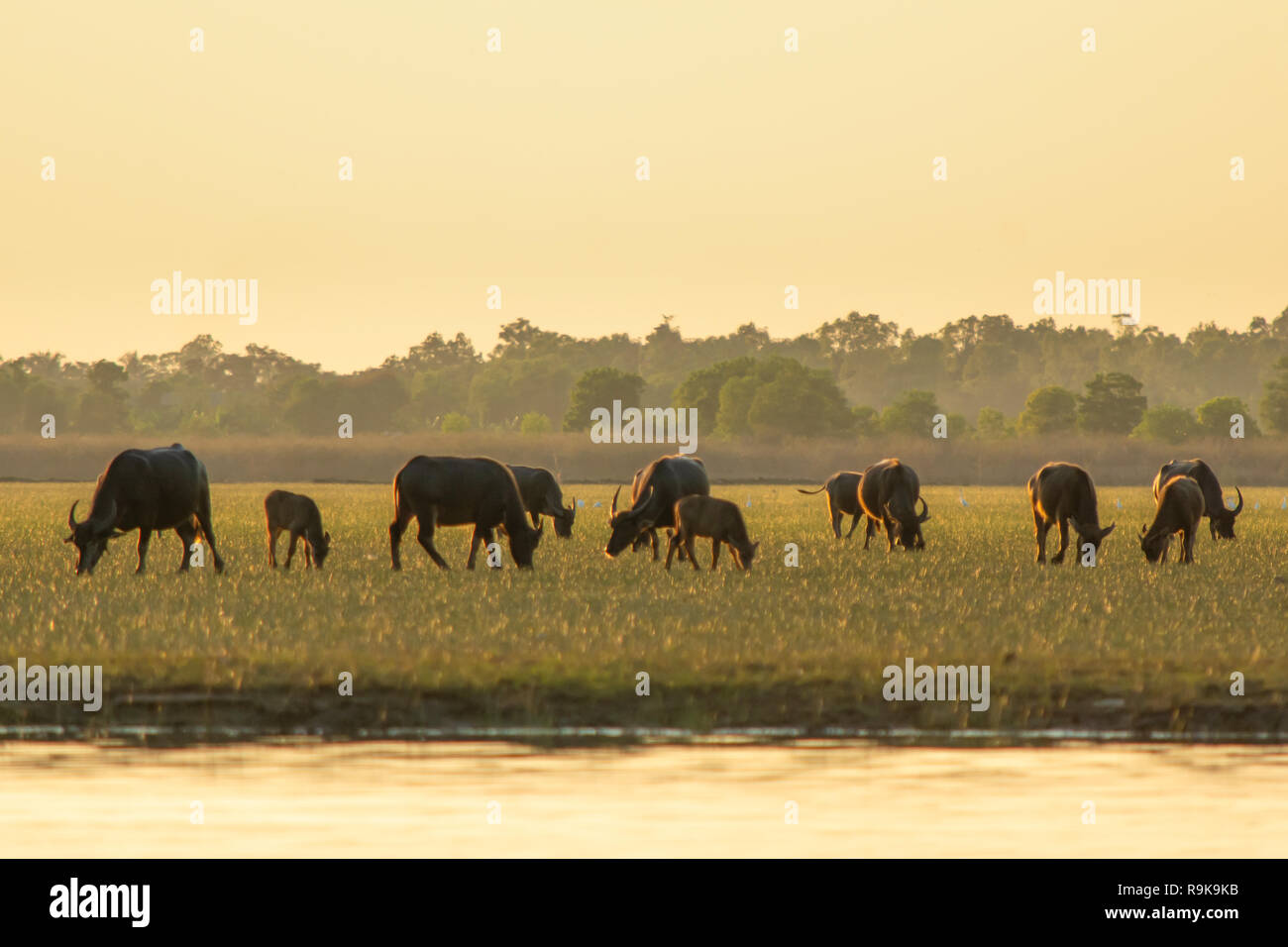 Thai swamp buffalo in peat swamp around lagoon Stock Photo - Alamy