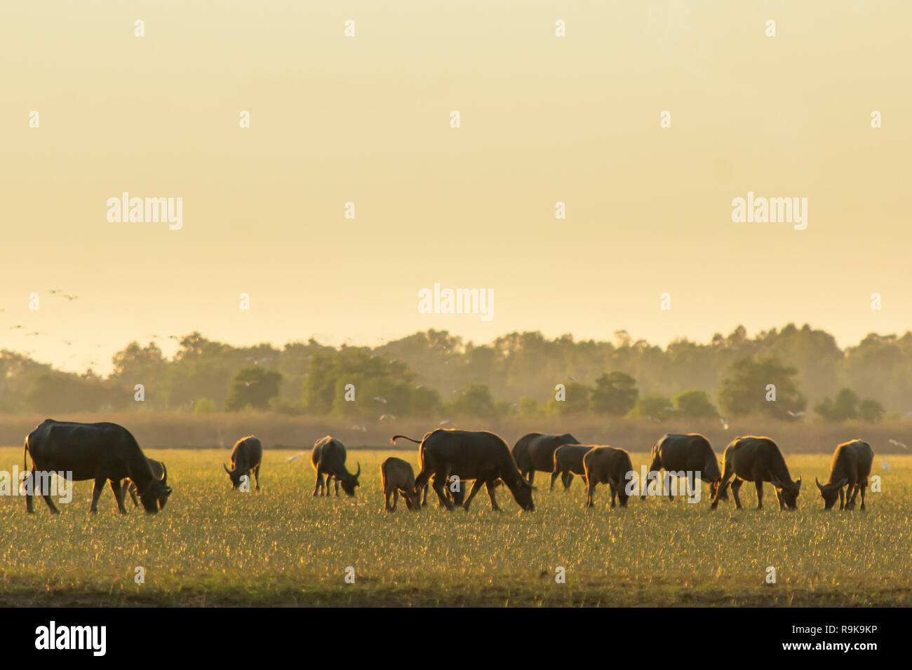 Thai swamp buffalo in peat swamp around lagoon Stock Photo - Alamy