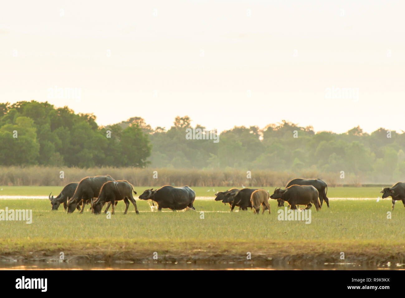 Thai swamp buffalo in peat swamp around lagoon with sunset background ...