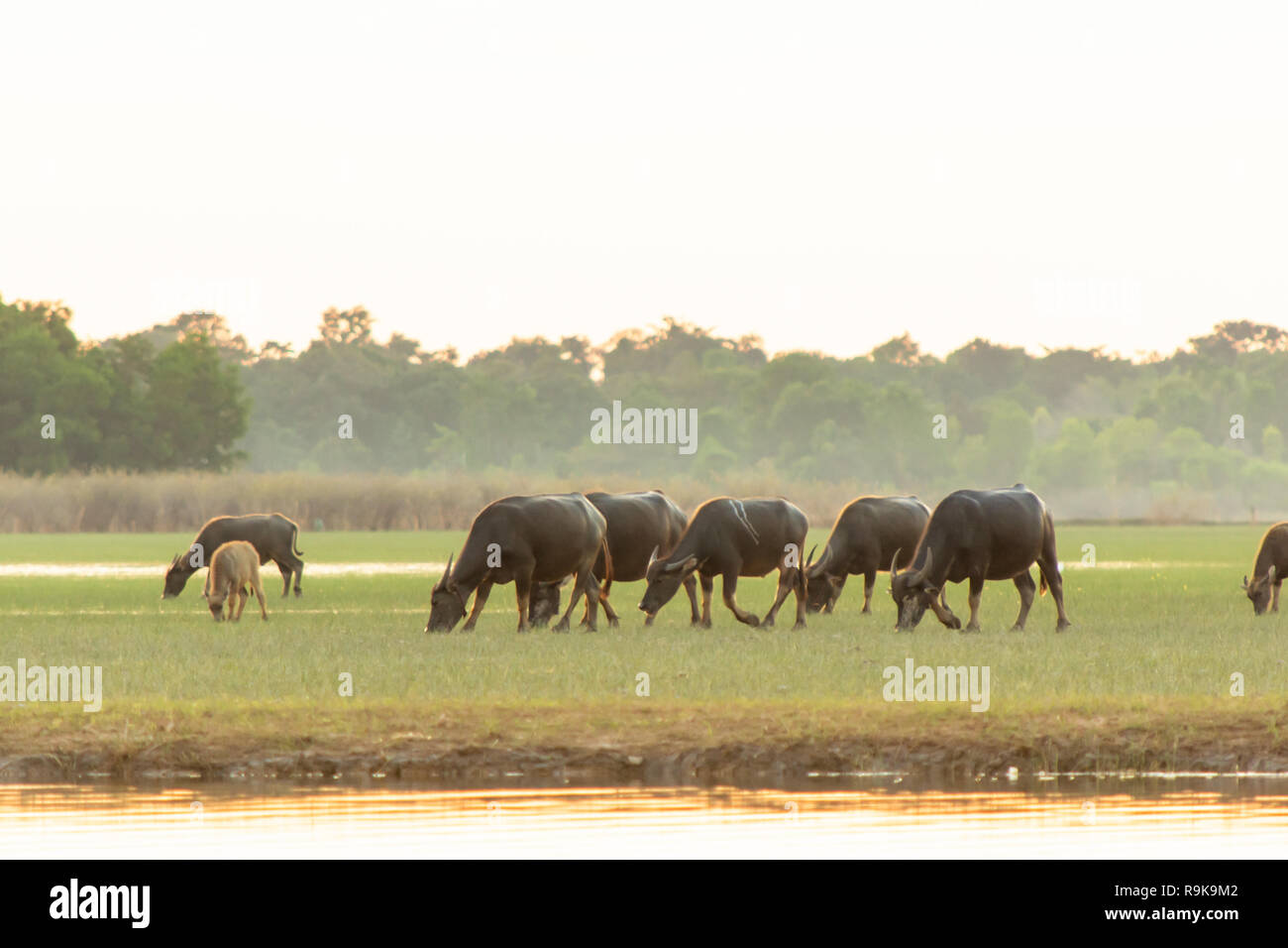 Thai swamp buffalo in peat swamp around lagoon Stock Photo - Alamy