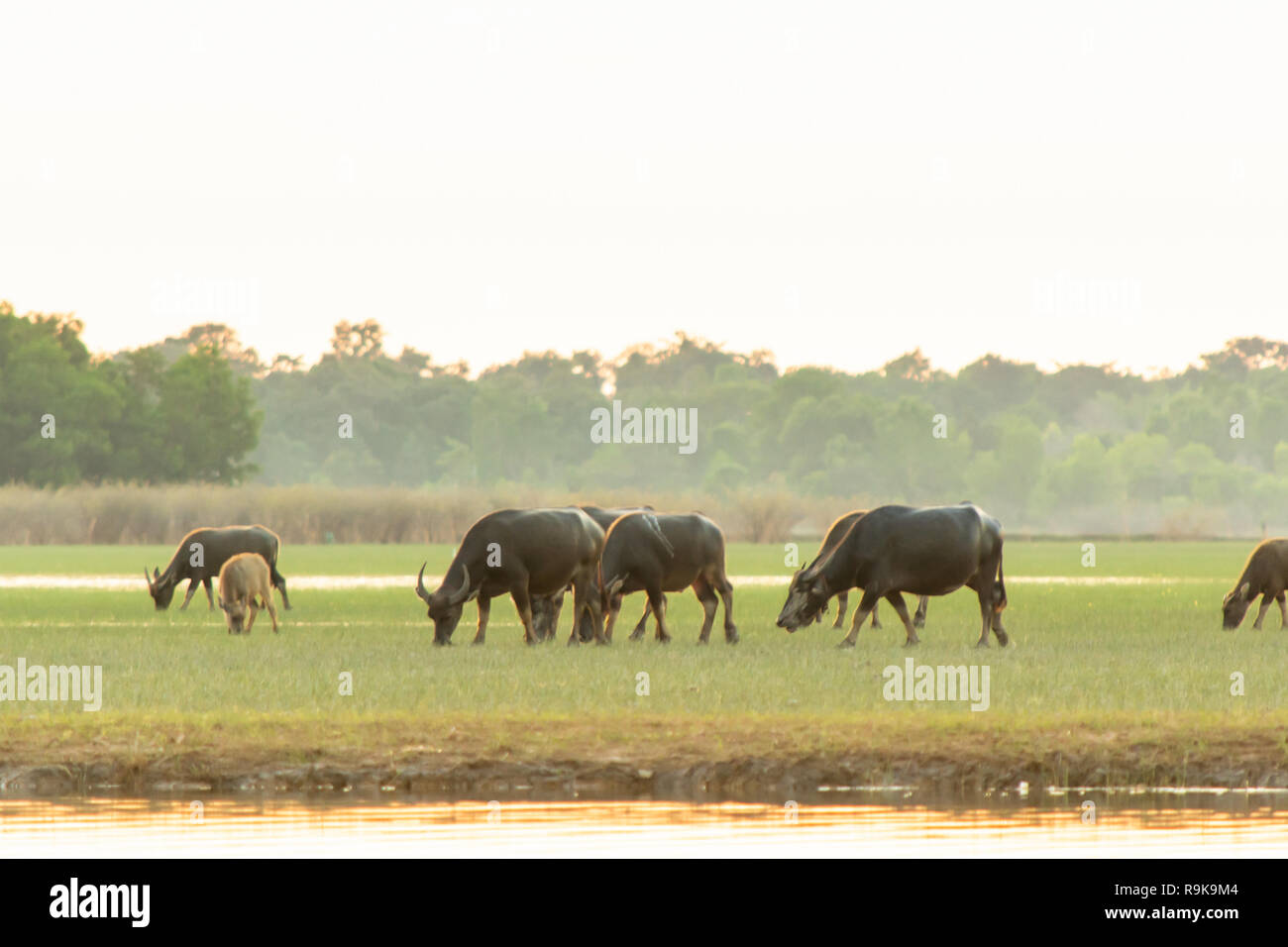Thai swamp buffalo in peat swamp around lagoon Stock Photo - Alamy