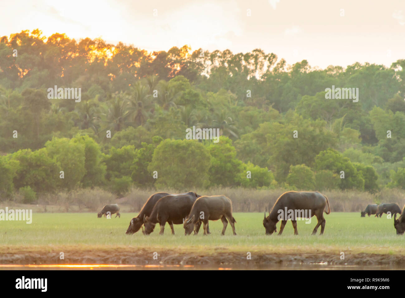 Thai swamp buffalo in peat swamp around lagoon with sunset background ...