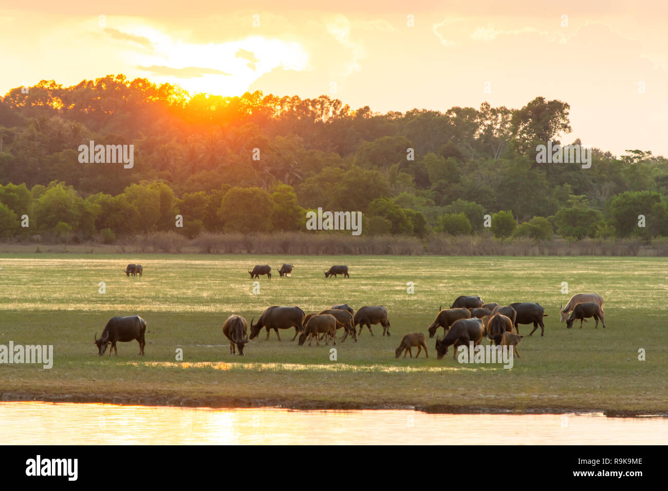 Thai swamp buffalo in peat swamp around lagoon with sunset background ...