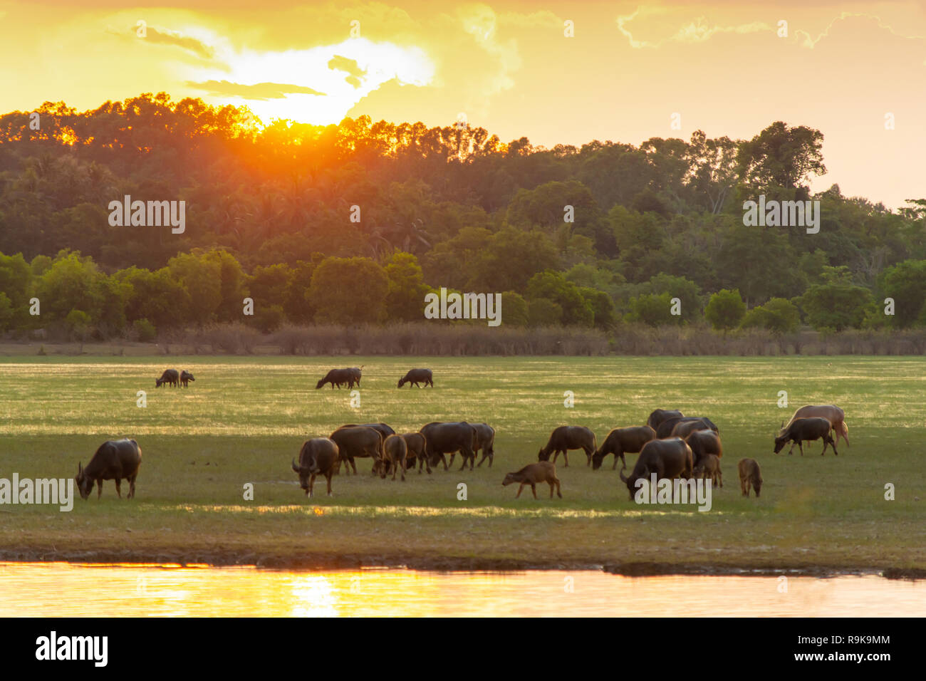 Thai swamp buffalo in peat swamp around lagoon with sunset background ...