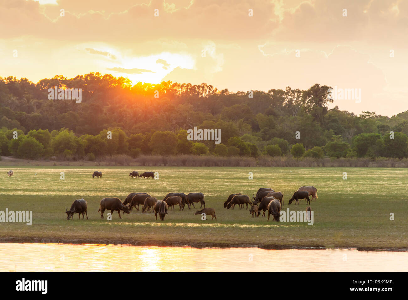 Thai swamp buffalo in peat swamp around lagoon with sunset background ...