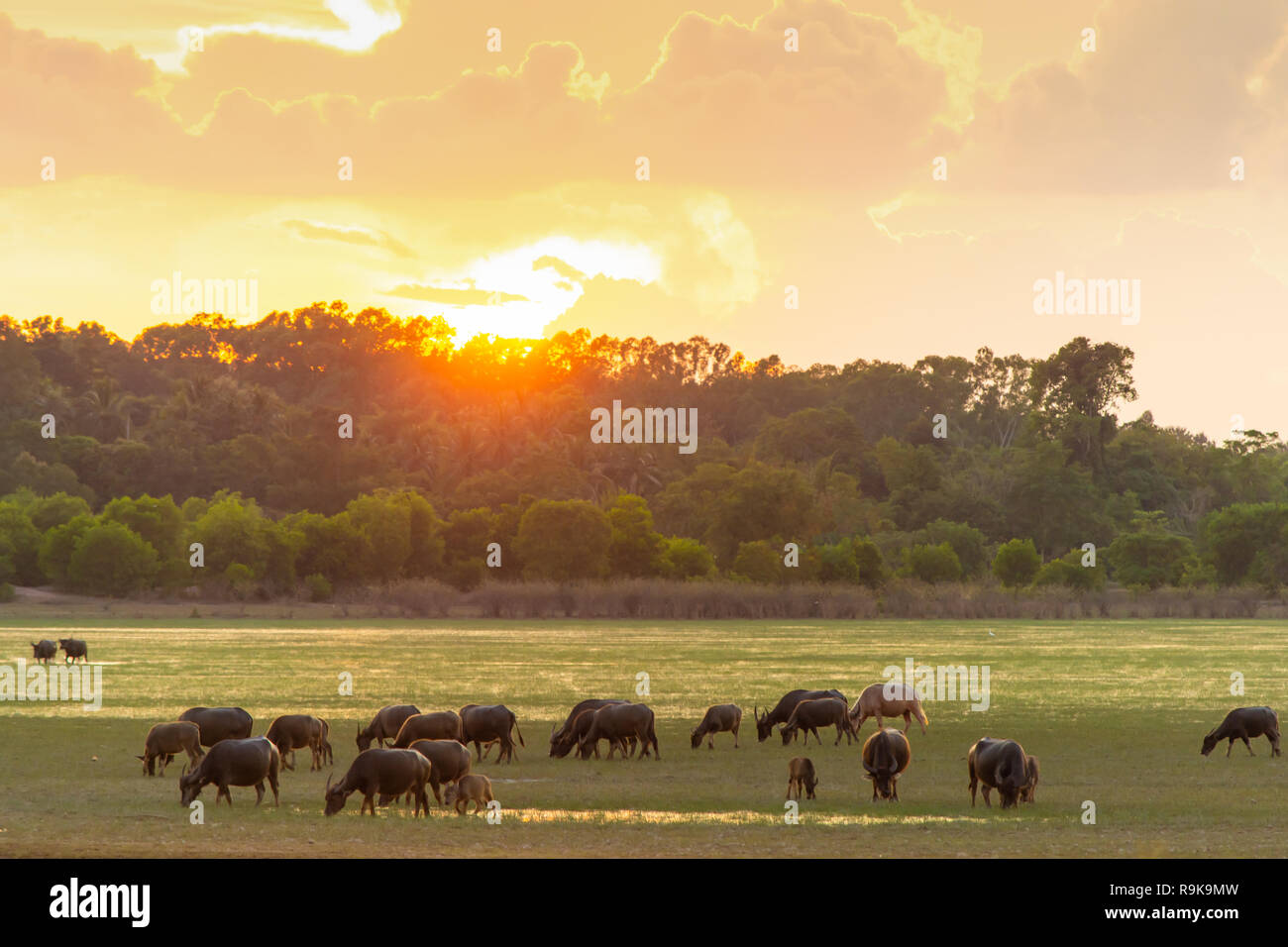 Thai swamp buffalo in peat swamp around lagoon with sunset background ...