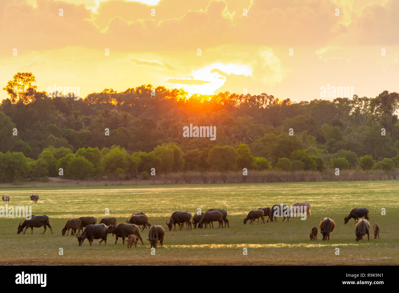 Thai swamp buffalo in peat swamp around lagoon with sunset background ...