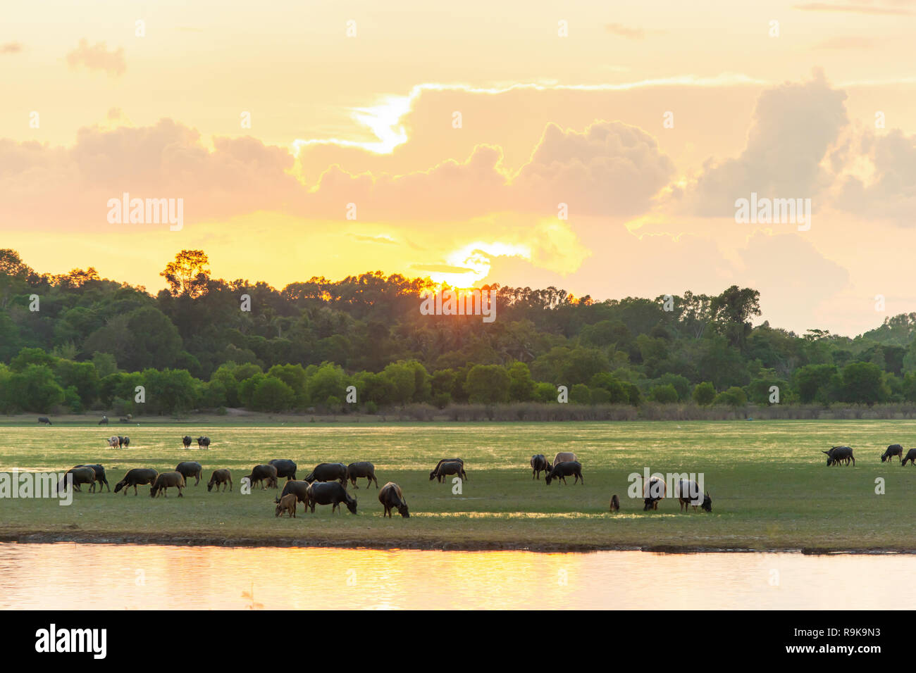 Thai swamp buffalo in peat swamp around lagoon with sunset background ...