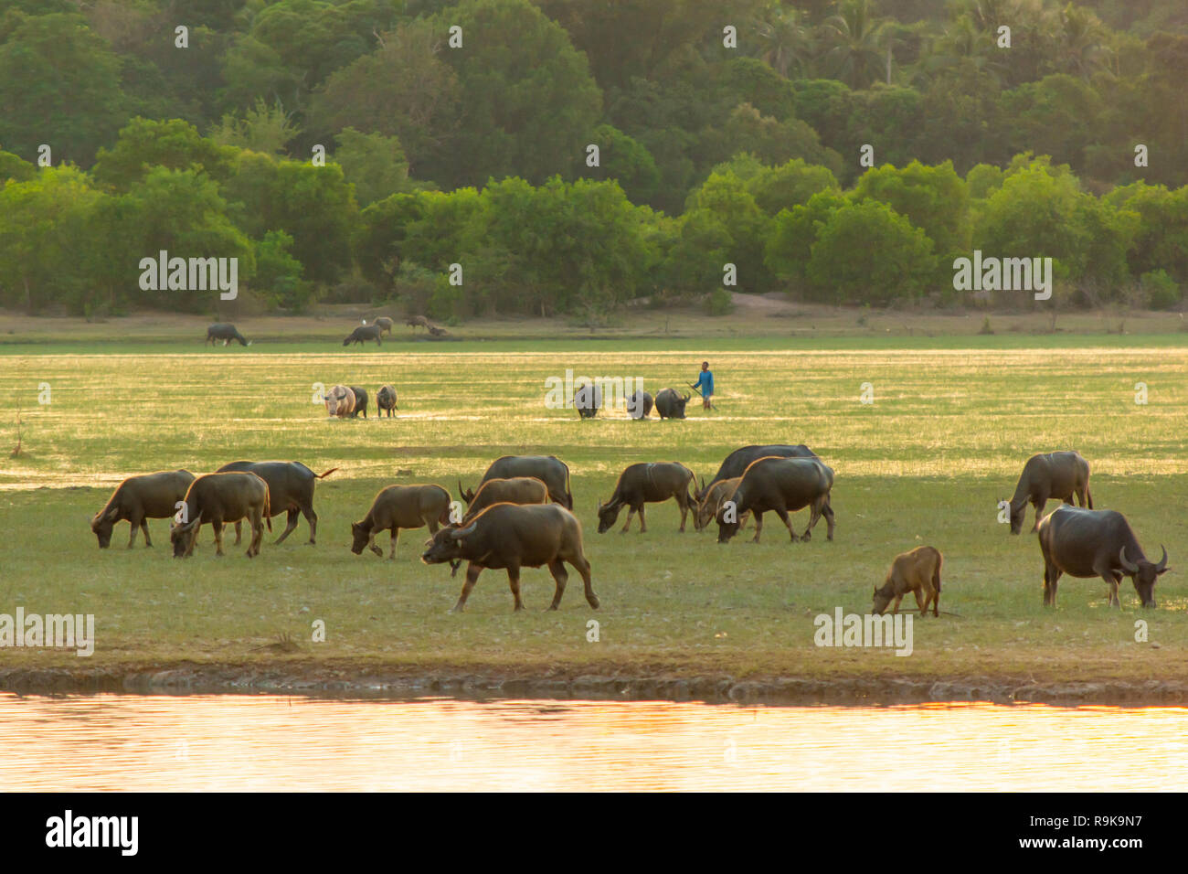 Thai swamp buffalo in peat swamp around lagoon with sunset background ...