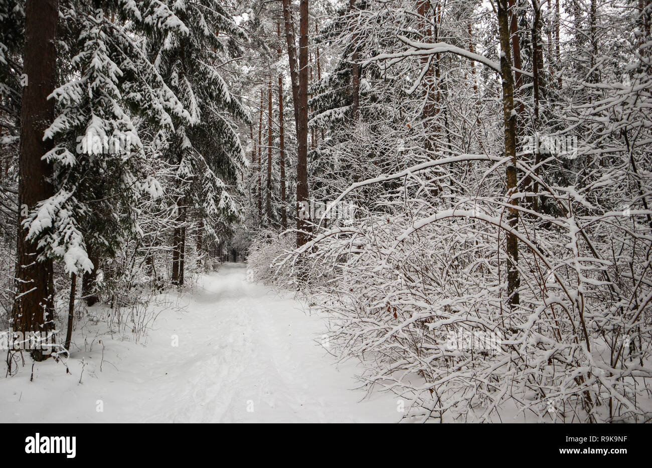 Beautiful winter forest with snowy trees and white road. А lot of thin ...