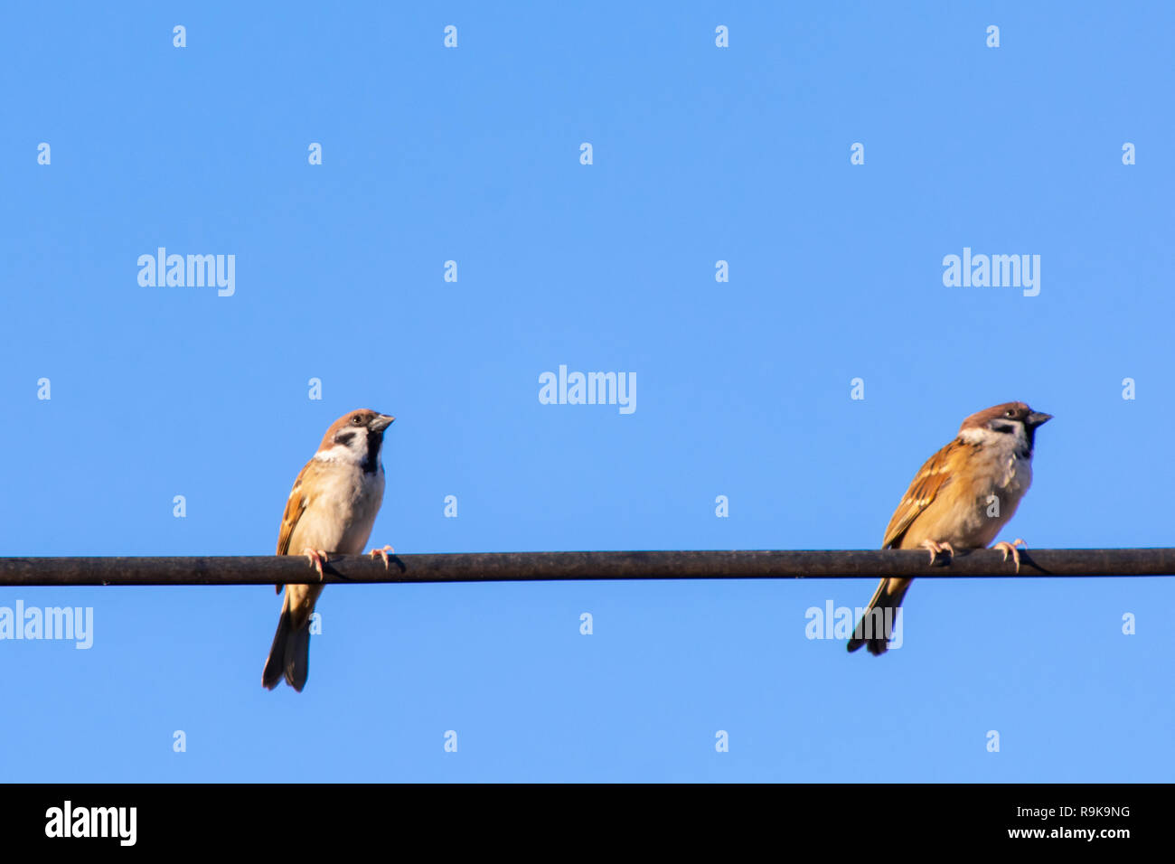 Sparrow bird sitting on electric cable with blue sky background Stock ...