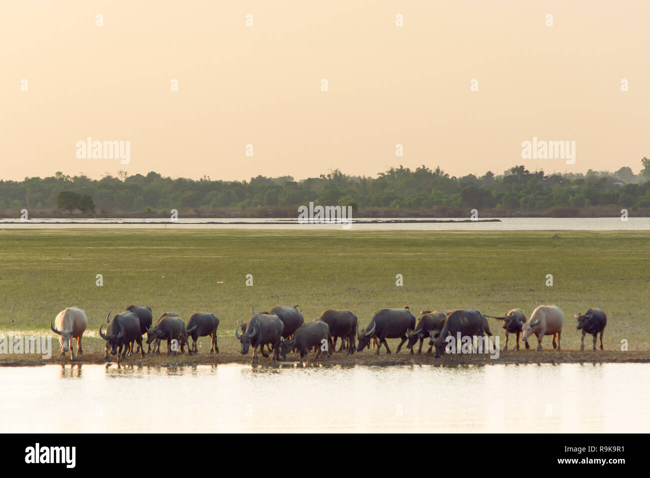 Thai swamp buffalo in peat swamp around lagoon Stock Photo - Alamy