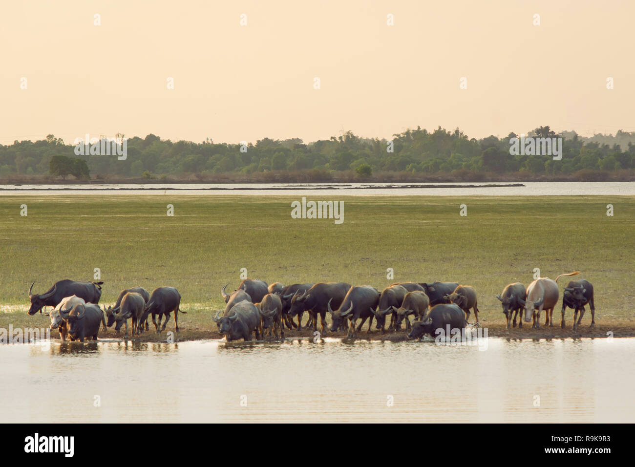 Thai swamp buffalo in peat swamp around lagoon Stock Photo - Alamy