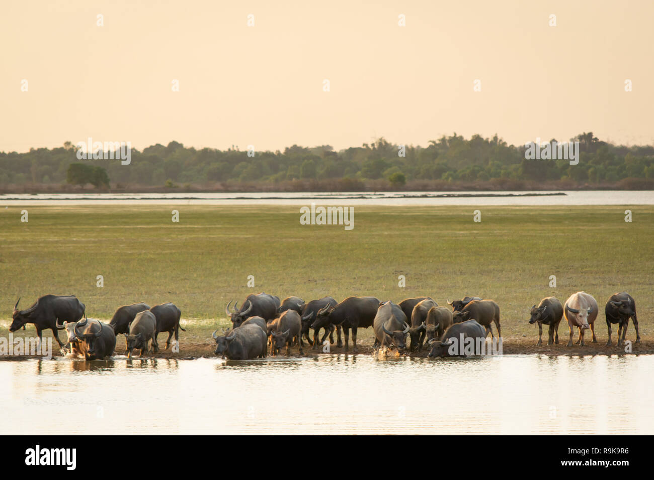 Thai swamp buffalo in peat swamp around lagoon Stock Photo - Alamy