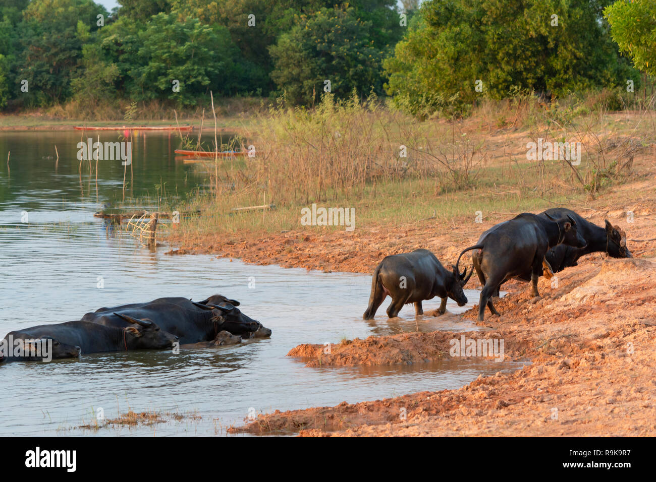 Thai swamp buffalo in peat swamp around lagoon Stock Photo - Alamy