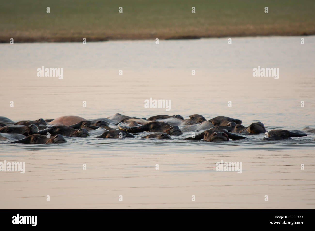 Thai swamp buffalo swimming in the lake Stock Photo - Alamy
