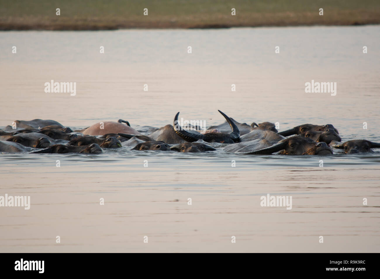 Thai swamp buffalo swimming in the lake Stock Photo - Alamy