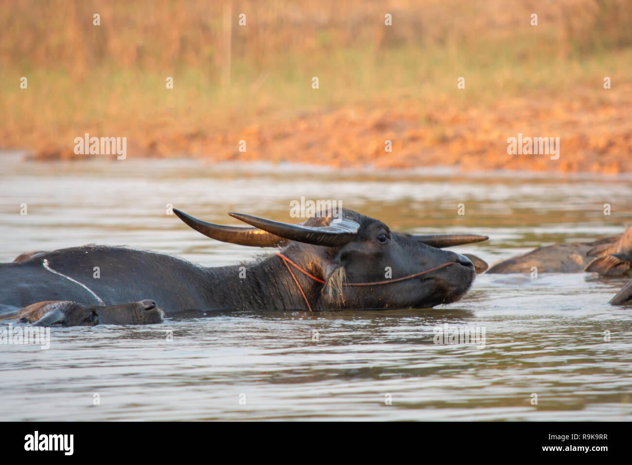 Thai swamp buffalo hi-res stock photography and images - Alamy