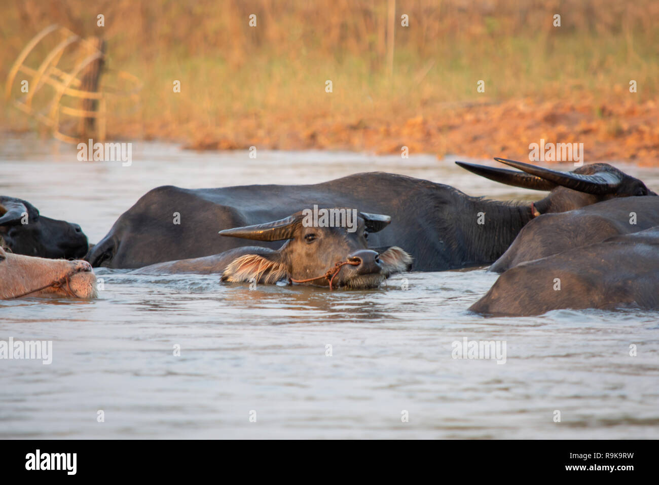 Thai swamp buffalo swimming in the lake Stock Photo - Alamy