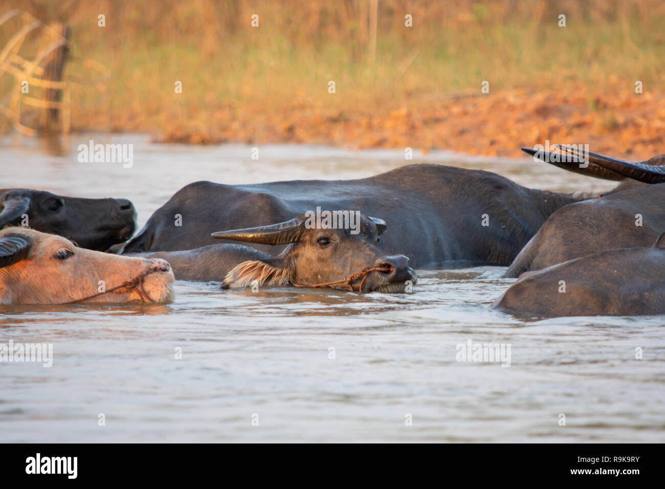 Water buffalo in green field hi-res stock photography and images - Alamy