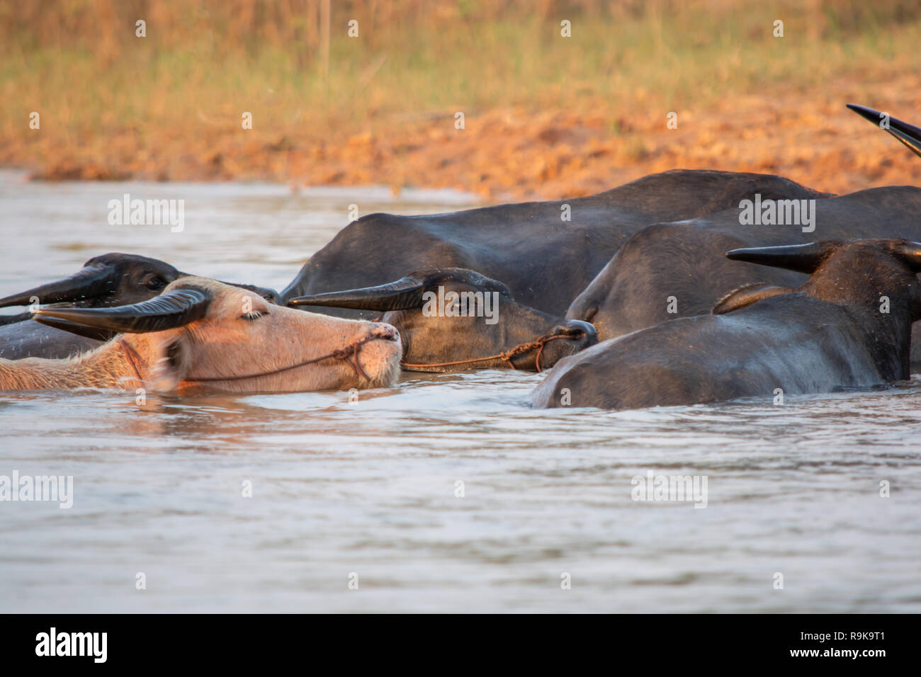 Thai swamp buffalo swimming in the lake Stock Photo - Alamy