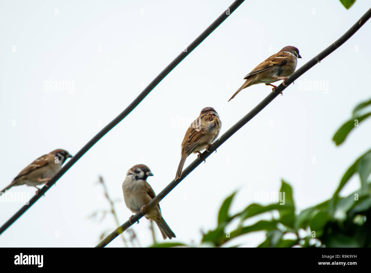 Sparrow bird sitting on electric cable on the background of clean sky ...
