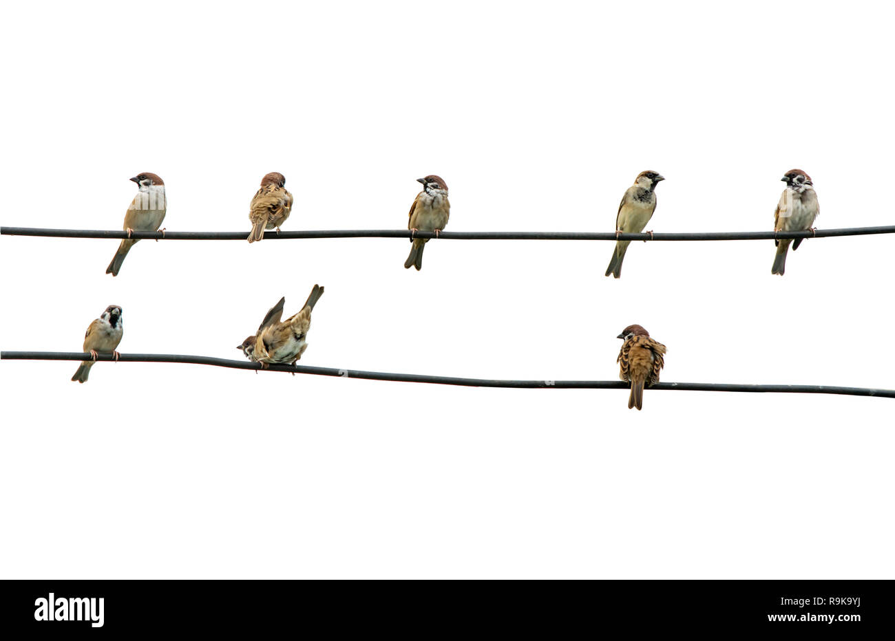 Common sparrow on branch Cut Out Stock Images & Pictures - Alamy