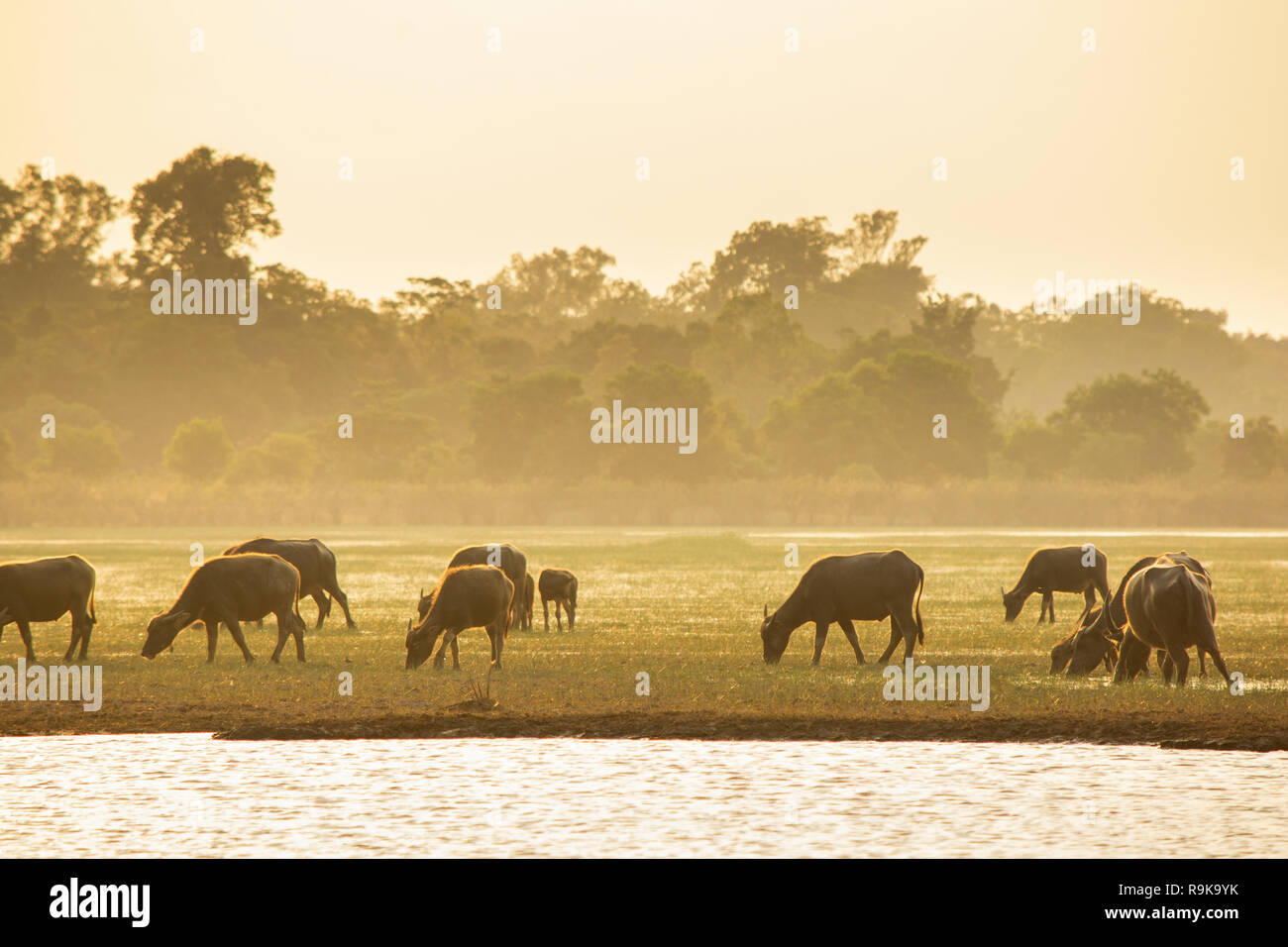 Thai swamp buffalo in peat swamp around lagoon Stock Photo - Alamy